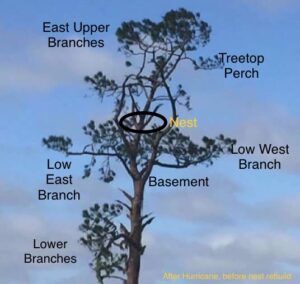 southwest florida eagle cam live – Southwest Florida Eagle Cam