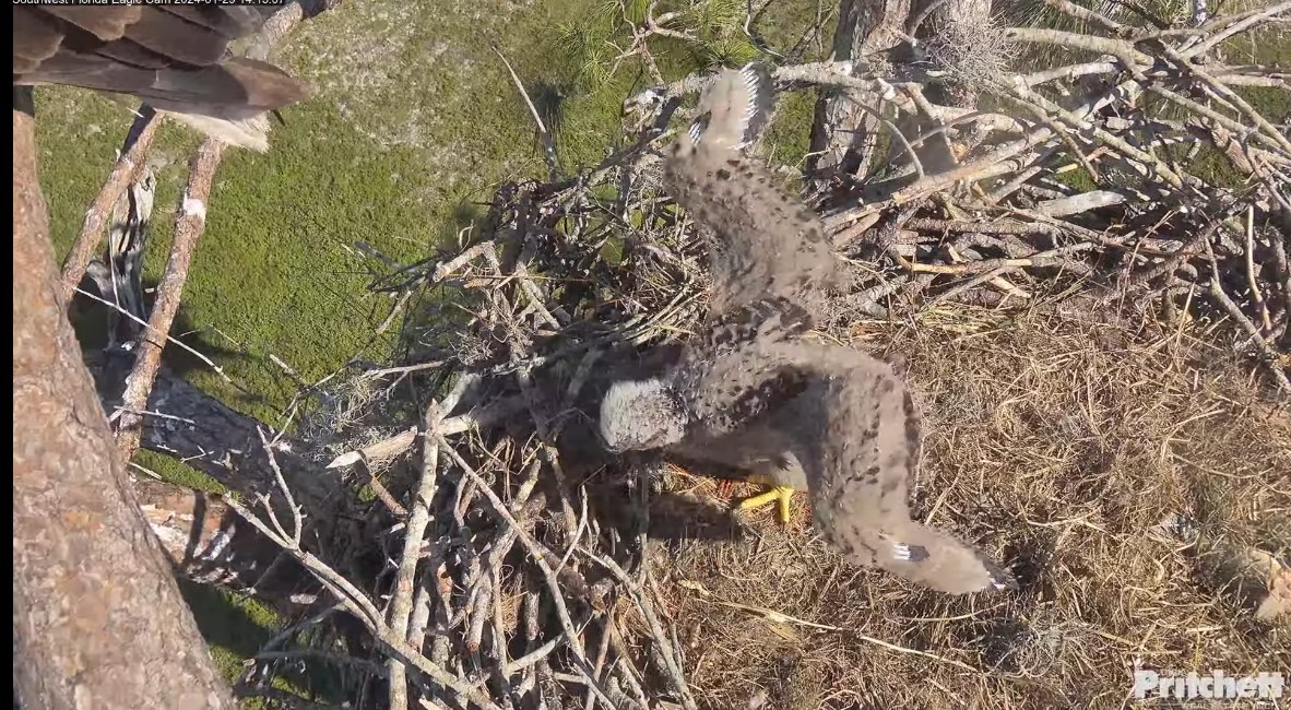swfec nest notes: e23- four weeks old and growing strong – Southwest ...